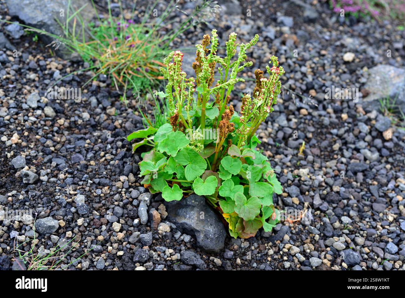 Mountain sorrel (Oxyria digyna) is an edible perennial herb native to ...