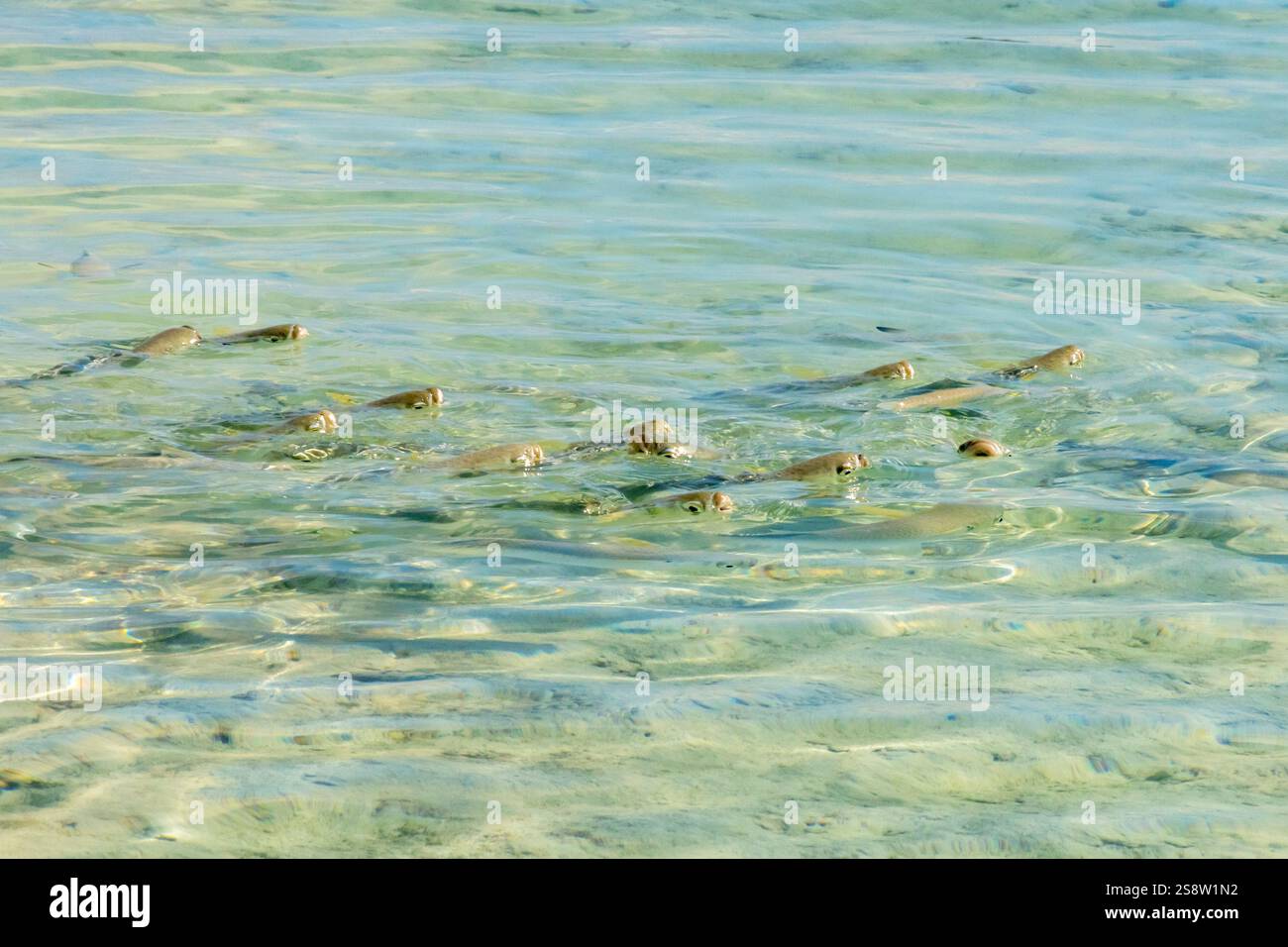 French Polynesia, Rangiroa Atoll. Mullet fish in Blue Lagoon Stock ...