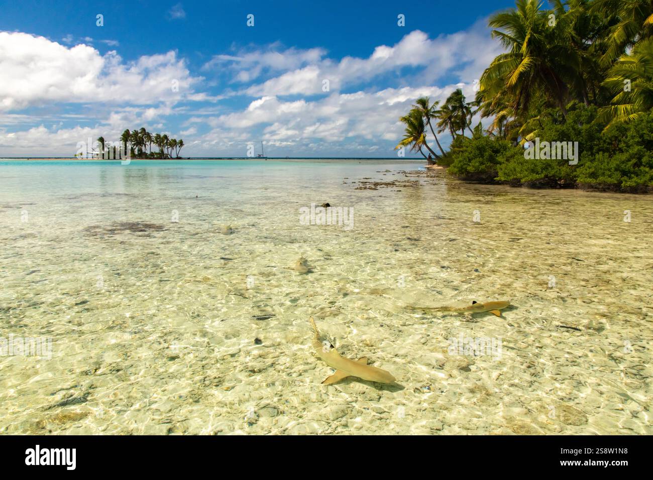 French Polynesia, Rangiroa Atoll. Black-tipped reef shark nursery in ...