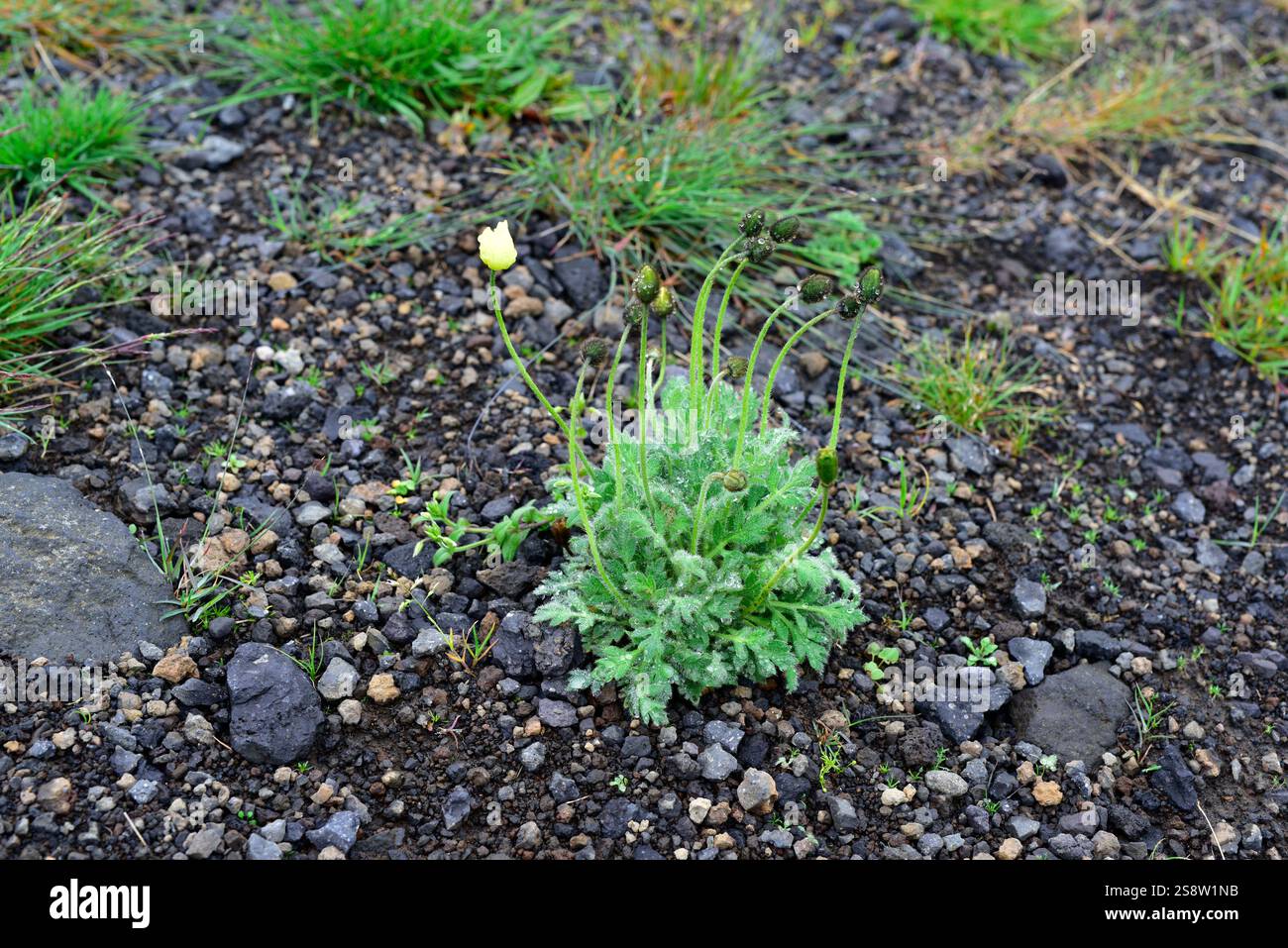 Arctic poppy (Papaver radicatum) is a perennial herb native to arctic ...