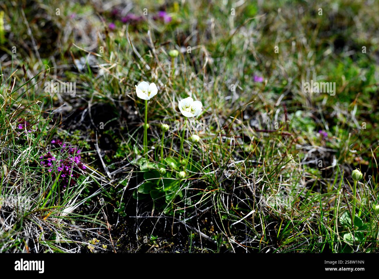 Marsh grass of Parnassus (Parnassia palustris) is a perennial plant ...