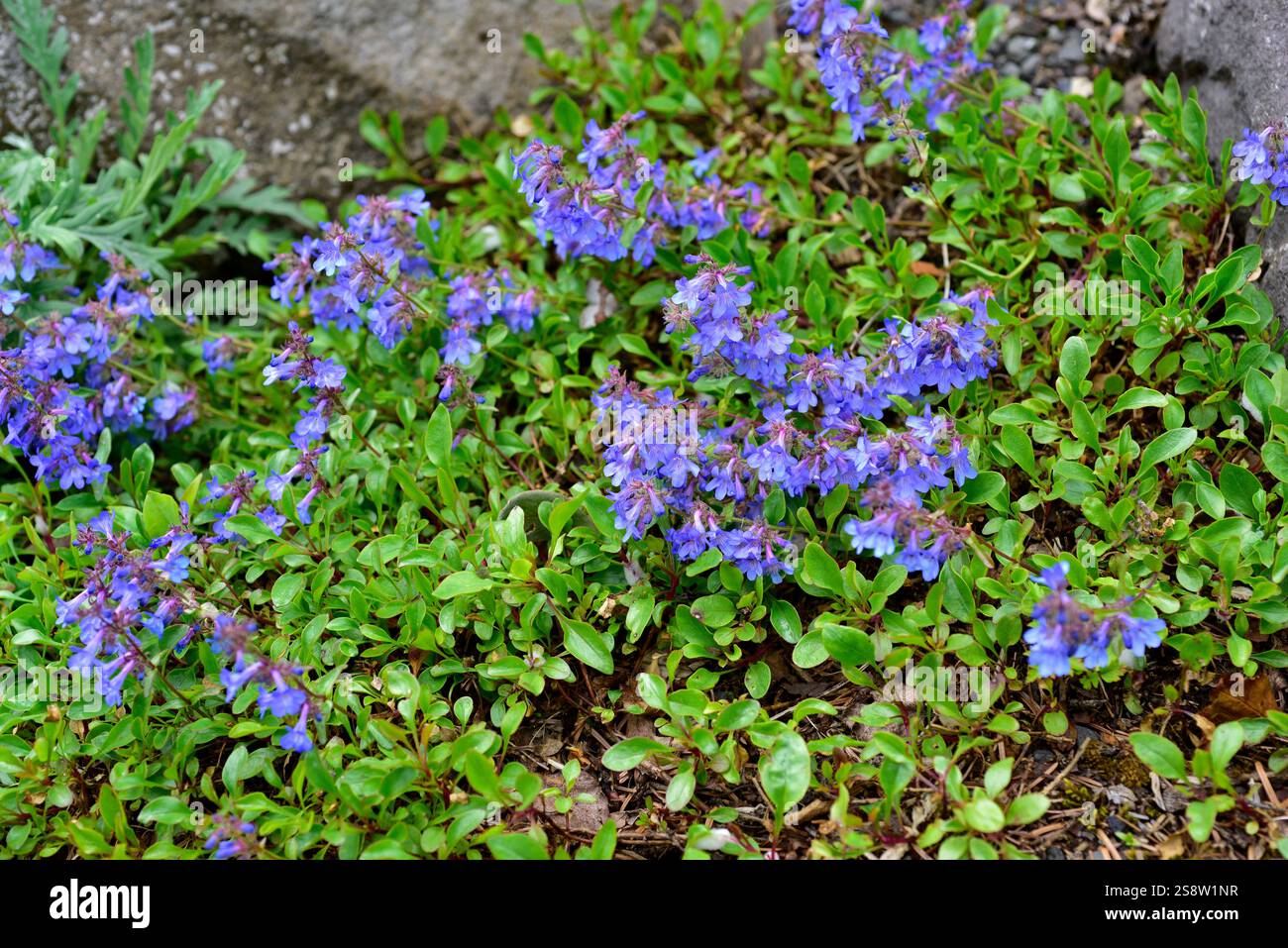 Low beardtongue hi-res stock photography and images - Alamy