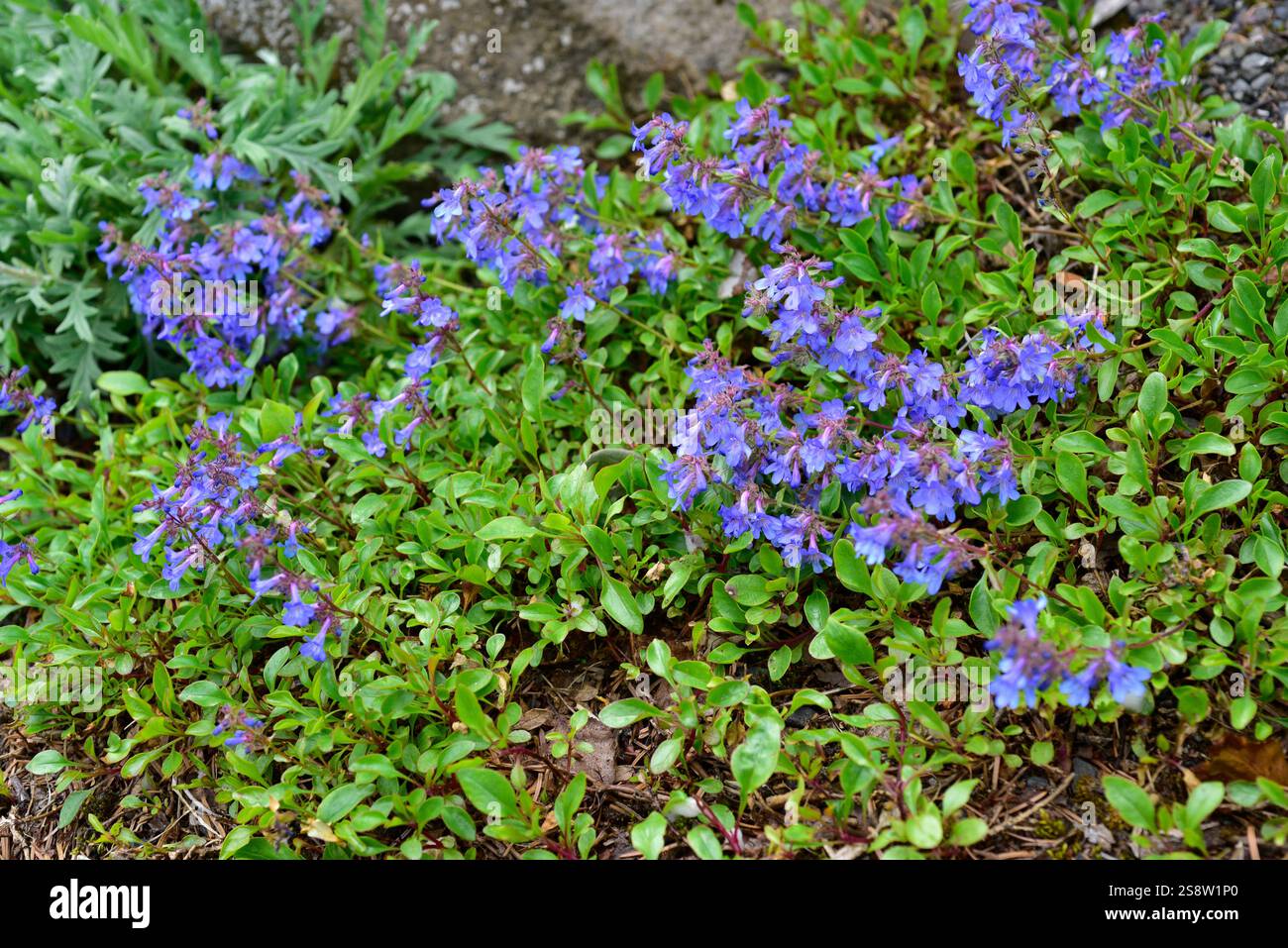 Penstemon humilis hi-res stock photography and images - Alamy