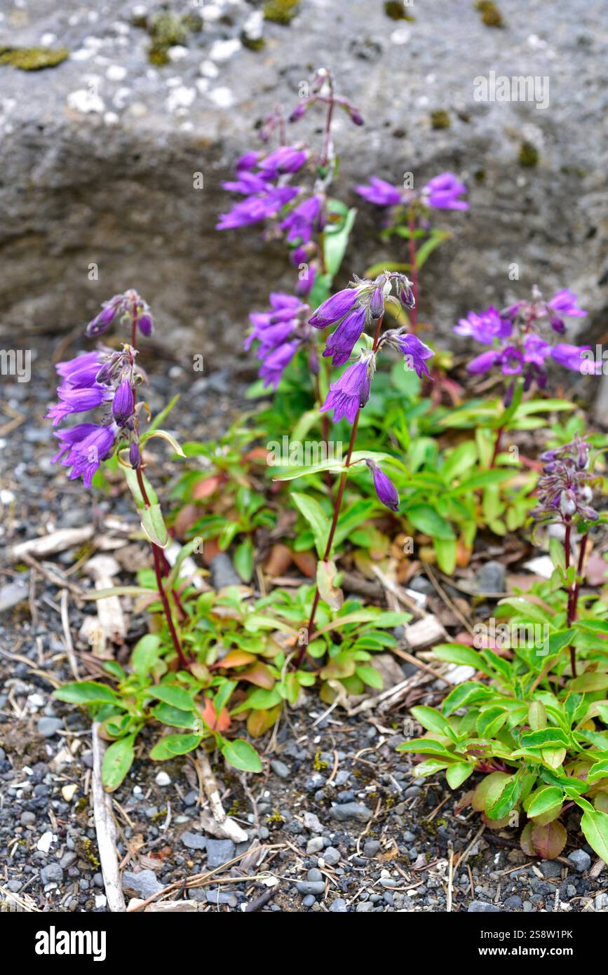 Dusky penstemon (Penstemon whippleanus) is a perennial herb native to ...