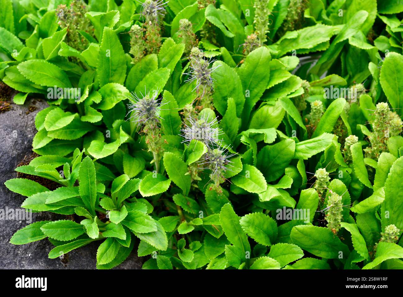 Kutki (Picrorhiza kurroa) is a medicinal perennial herb native to ...