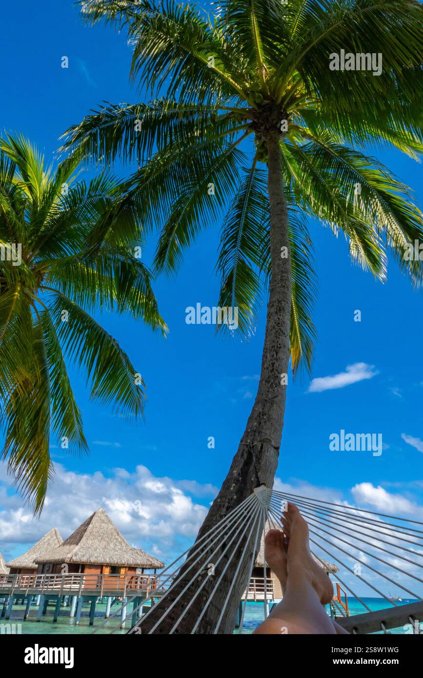 French Polynesia, Rangiroa Atoll. Man resting in hammock. (MR Stock ...