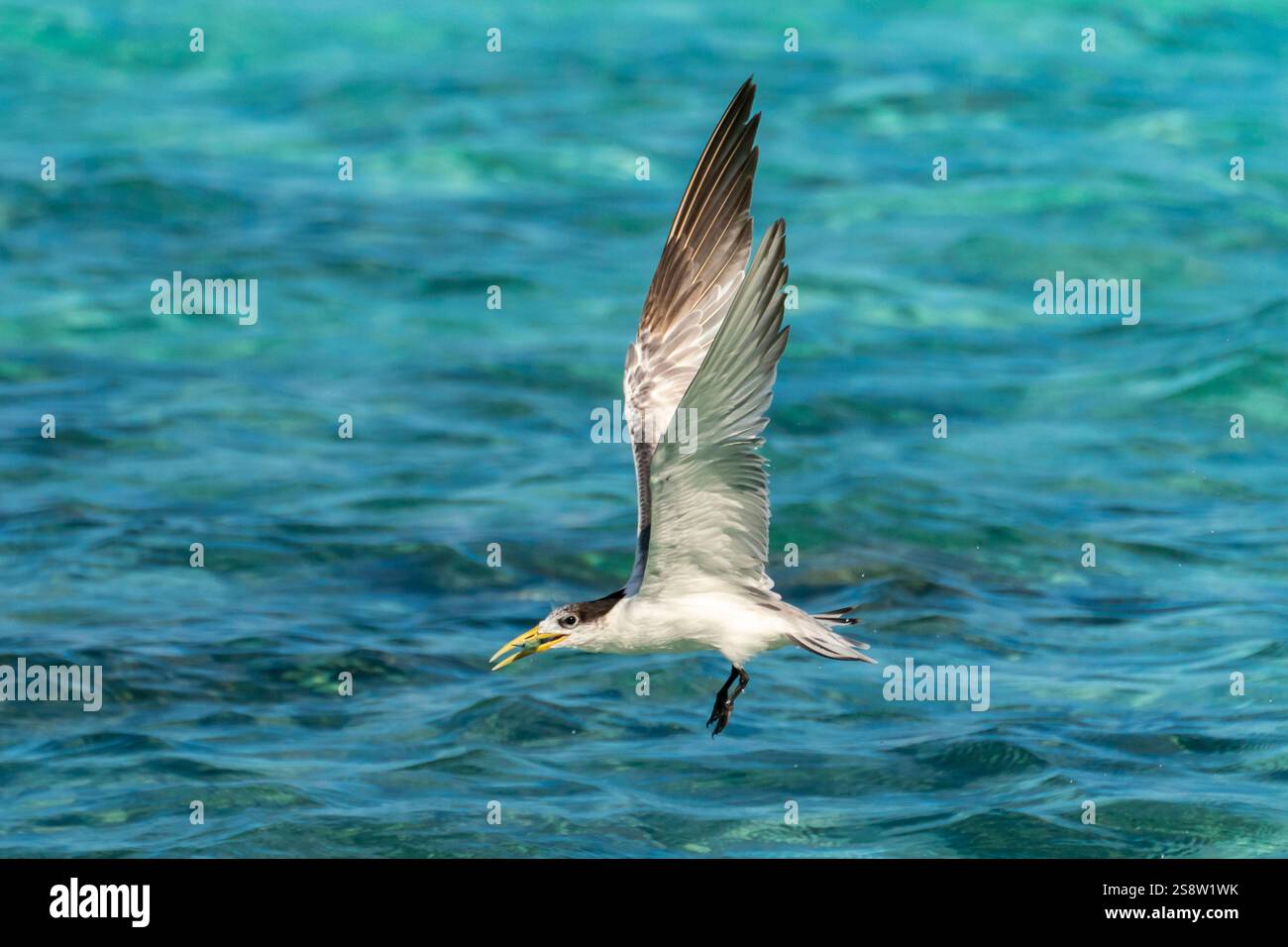 French Polynesia, Rangiroa Atoll. Great crested tern in flight with ...