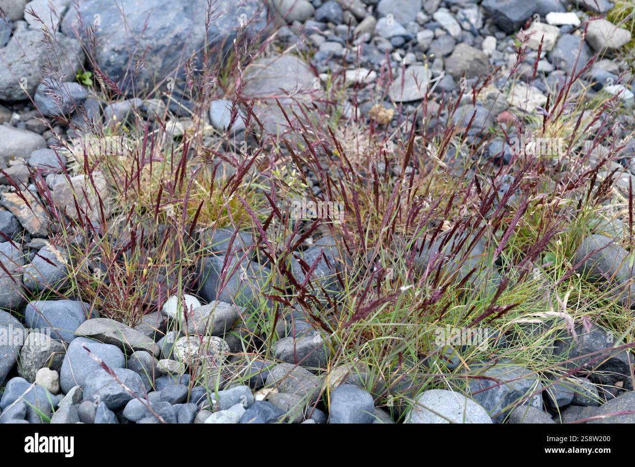 Poa flexuosa hi-res stock photography and images - Alamy