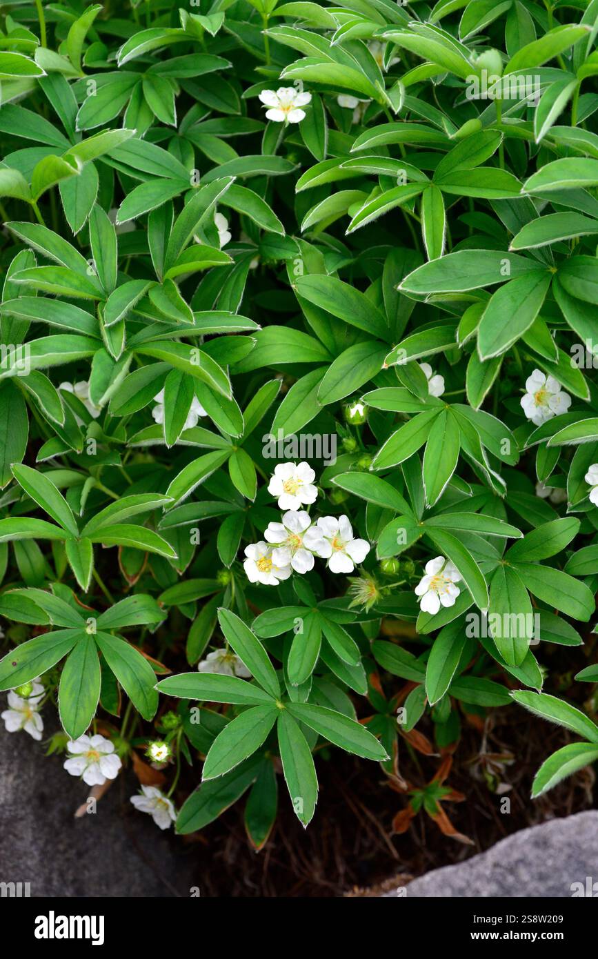 White cinquefoil (Potentilla alba) is a perennial herb endemic to ...