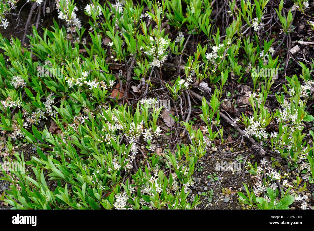 Sand cherry (Prunus pumila) is a deciduous shrub native to northern ...