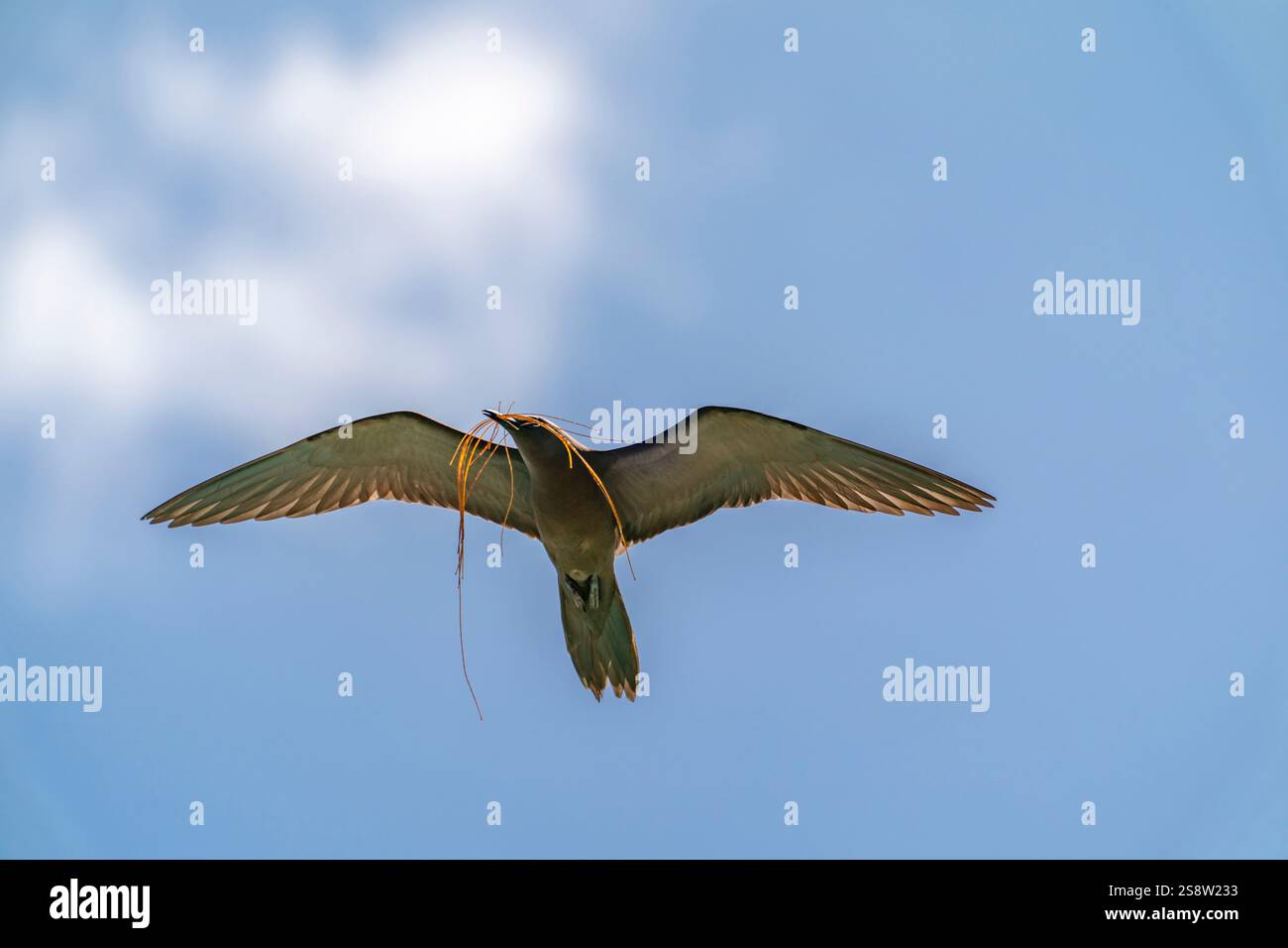 French Polynesia, Tikehau Atoll. Brown noddy bird flying with nest ...