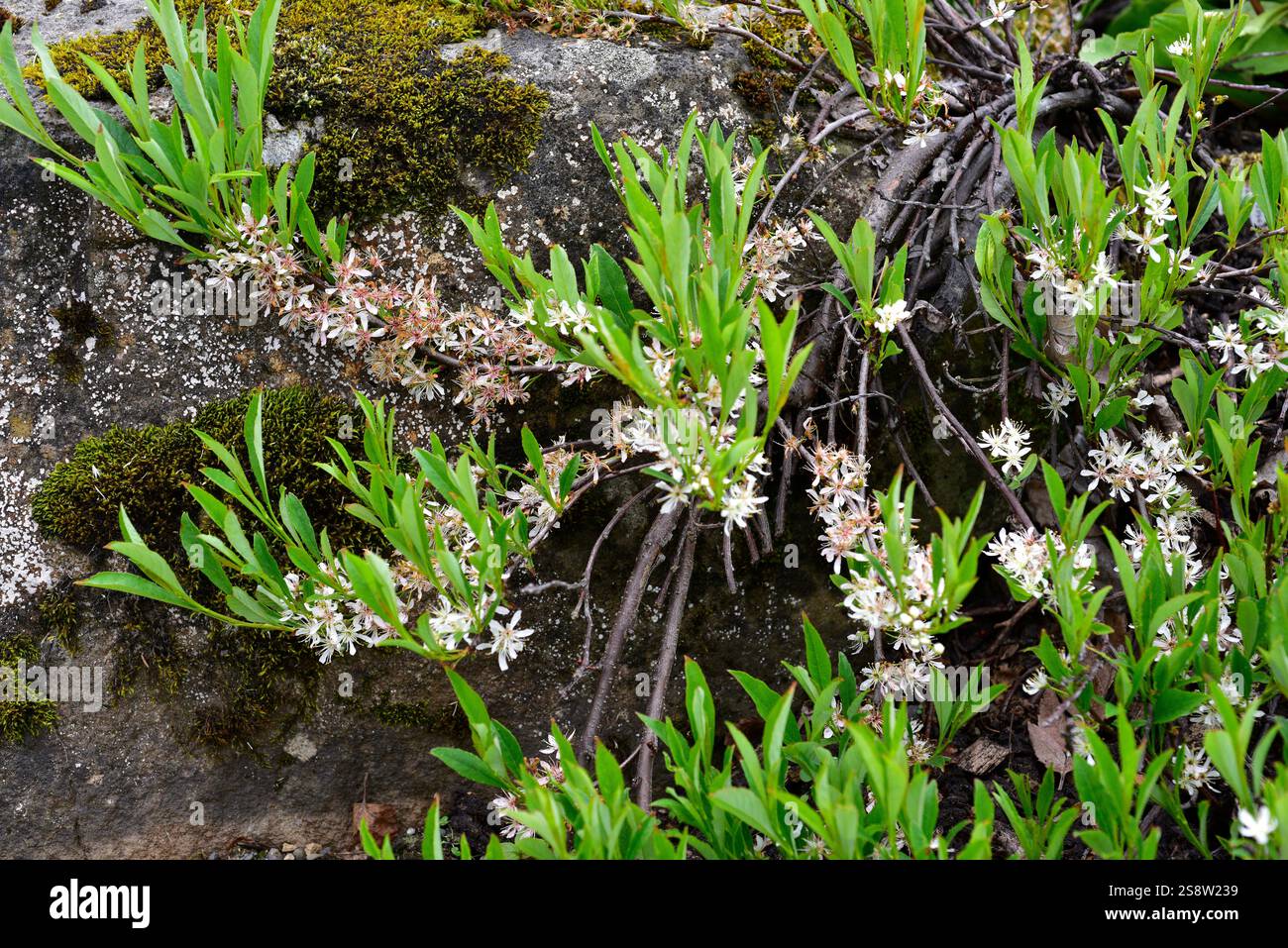 Sand cherry (Prunus pumila) is a deciduous shrub native to northern ...