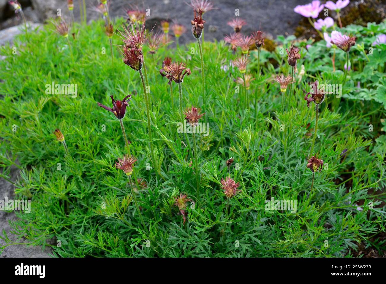 Red Pasque flower (Pulsatilla rubra) is a perennial herb native to ...