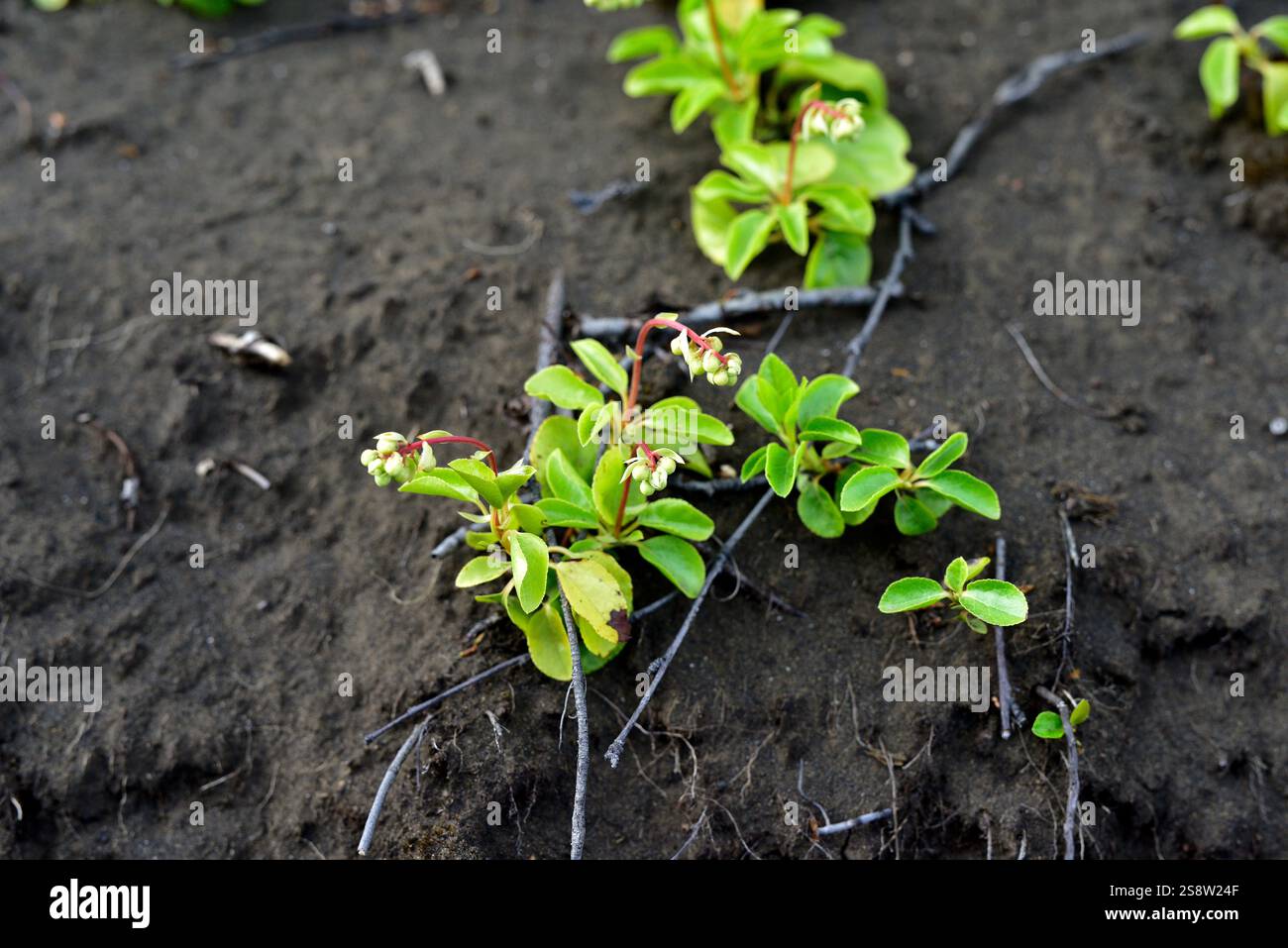 Arctic wintergreen (Pyrola grandiflora) is a medicinal subshrub native ...