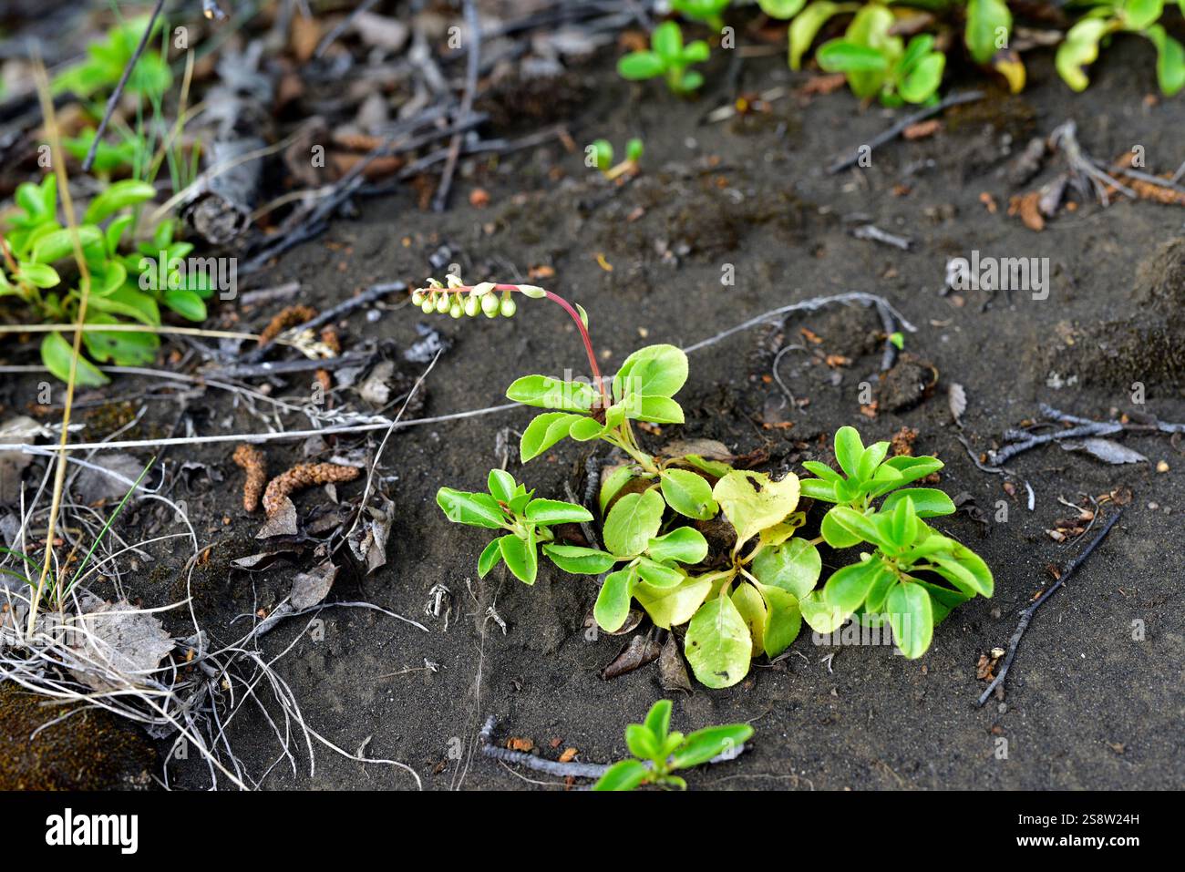 Arctic wintergreen (Pyrola grandiflora) is a medicinal subshrub native ...