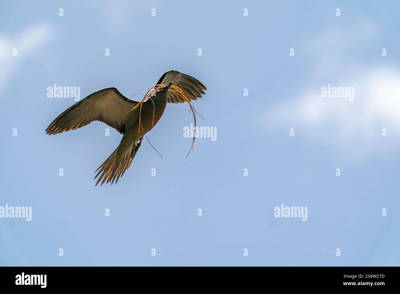 French Polynesia, Tikehau Atoll. Brown noddy bird flying with nest ...