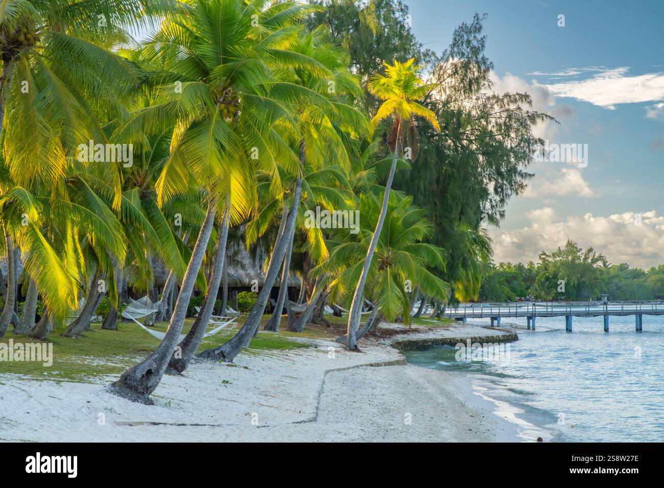 French Polynesia, Rangiroa Atoll. Palm trees and hammocks on beach at ...