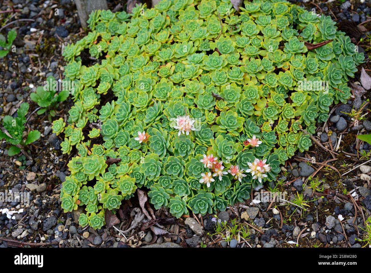 Grey stonecrop (Rhodiola pachyclados) is a succulent perennial herb ...