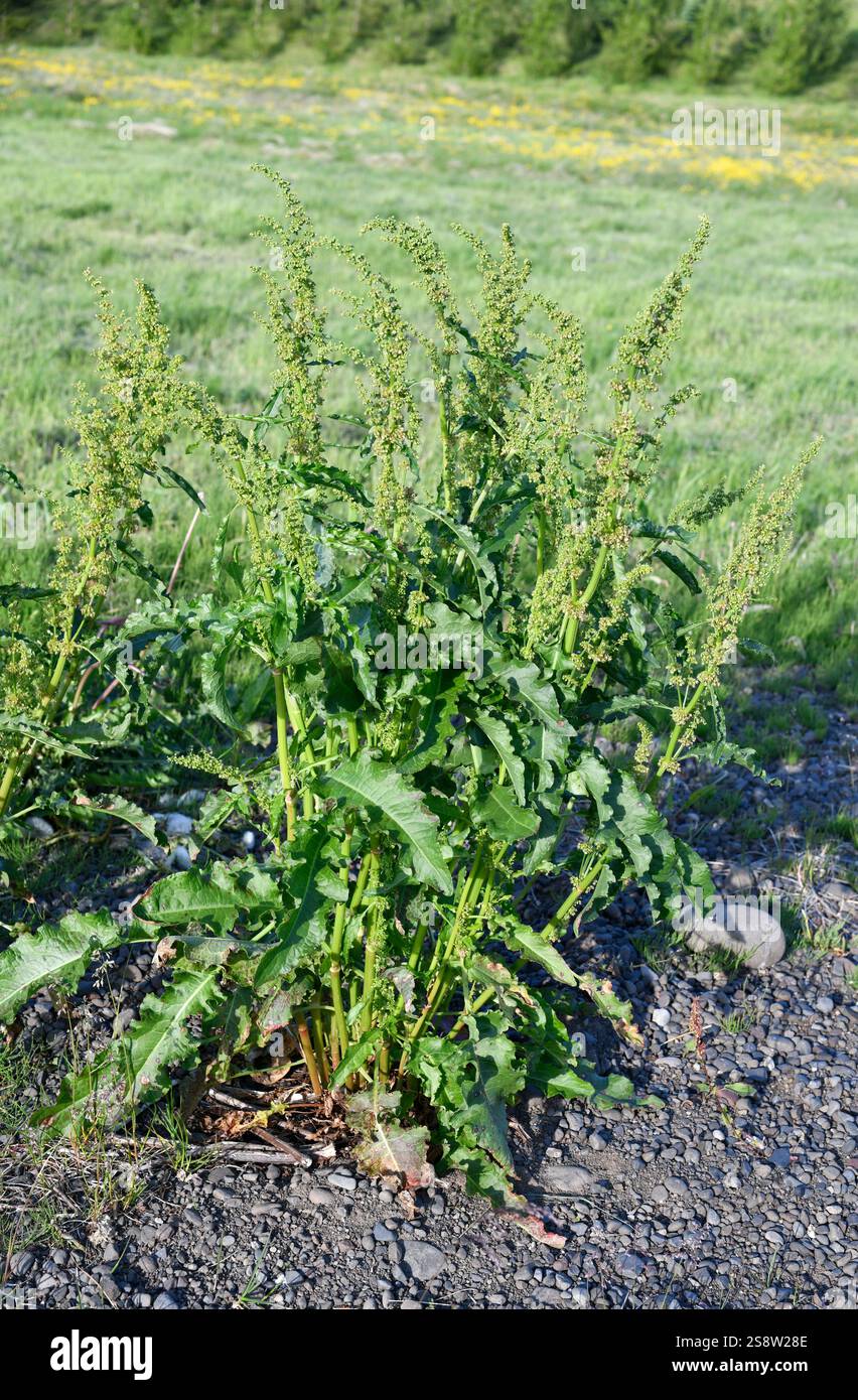 Dooryard dock (Rumex longifolius) is a perennial herb native to Europe ...
