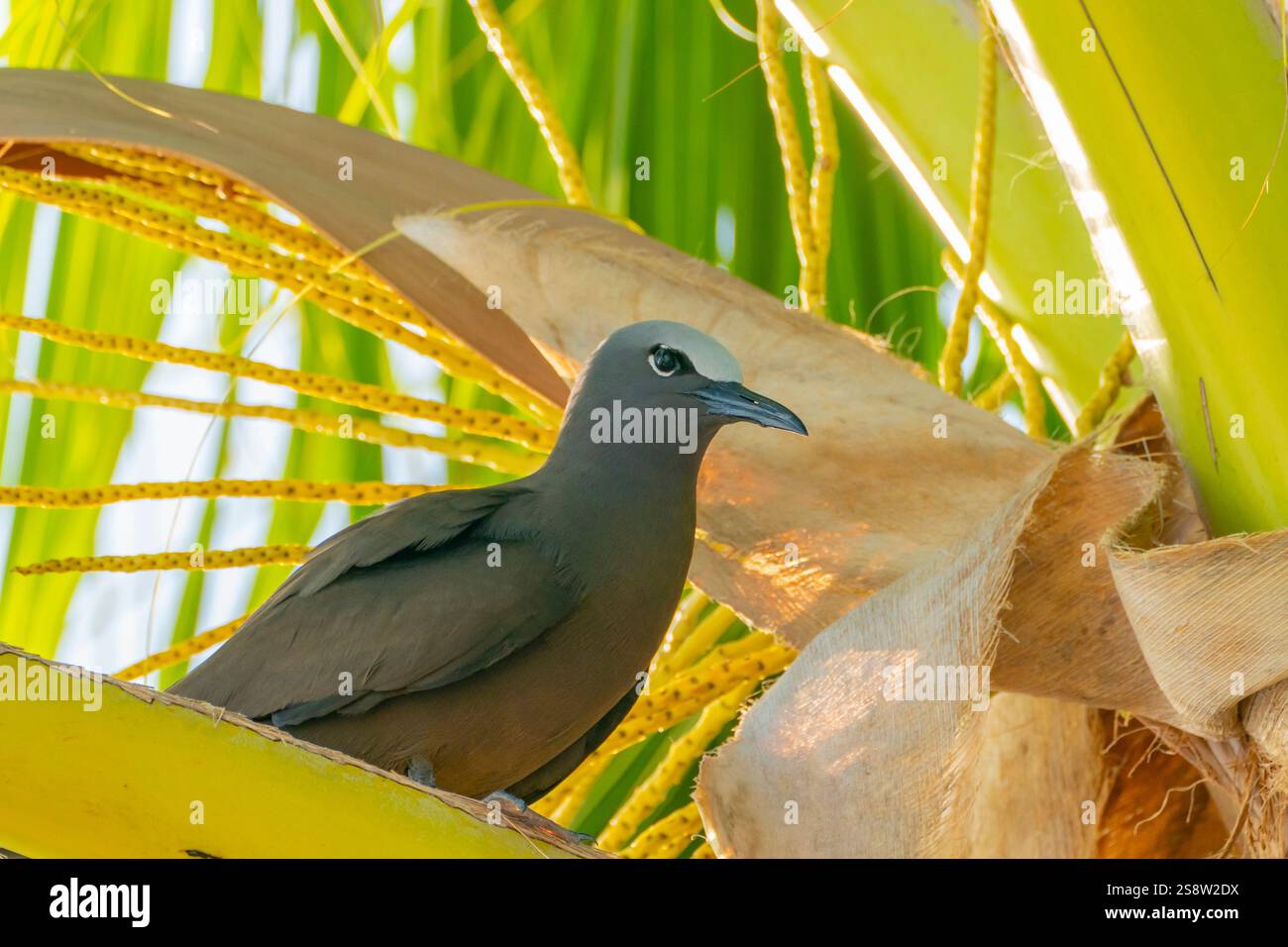 French Polynesia, Tikehau Atoll. Brown noddy in palm tree Stock Photo ...