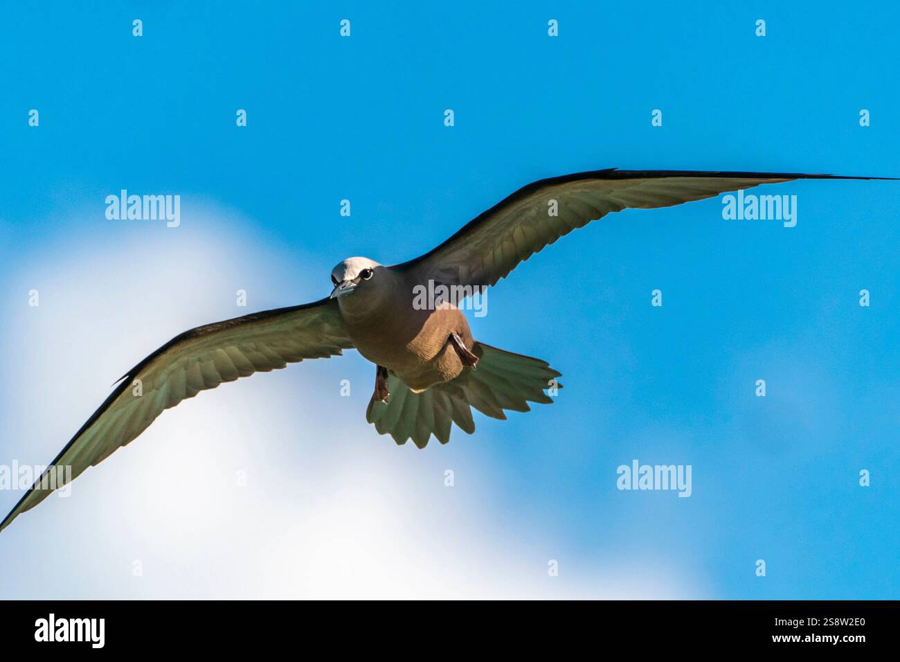 French Polynesia, Tikehau Atoll. Brown noddy bird in flight Stock Photo ...