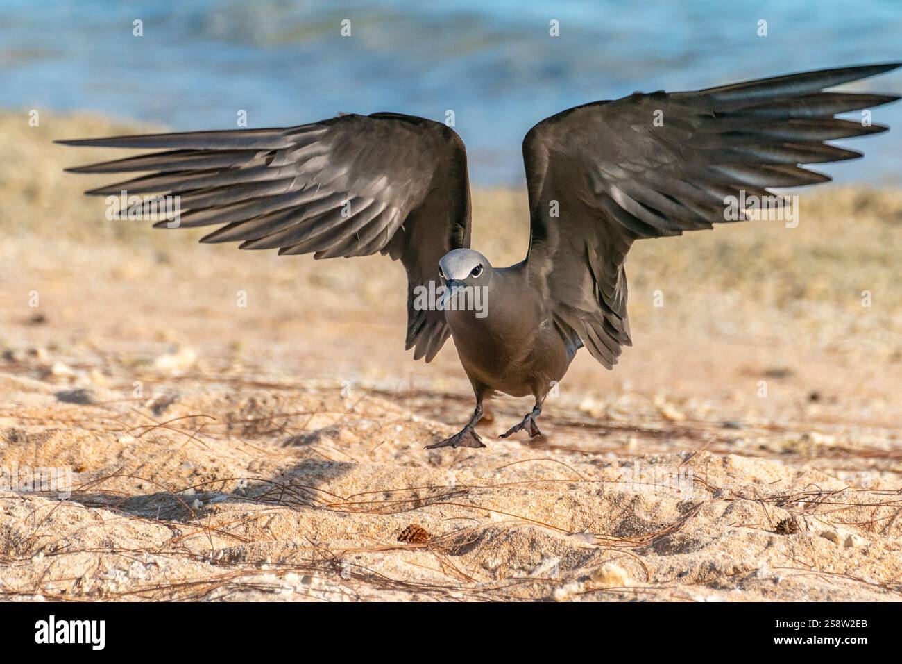 French Polynesia, Tikehau Atoll. Brown noddy landing on beach Stock ...