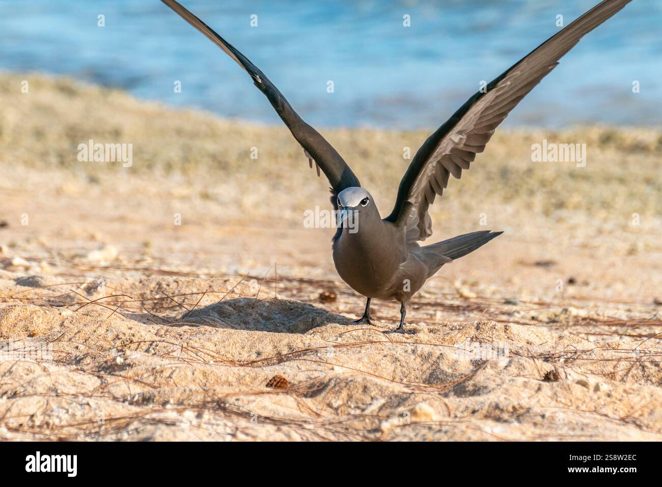 French Polynesia, Tikehau Atoll. Brown noddy landing on beach Stock ...