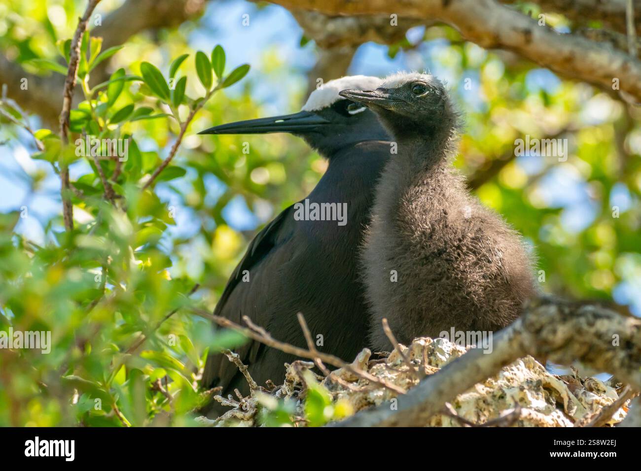 French Polynesia, Tikehau Atoll, Bird Island. Brown noddy adult and ...