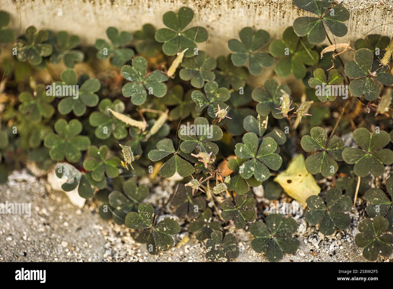 Close-up of green clover leaves with seed pods, showcasing their ...