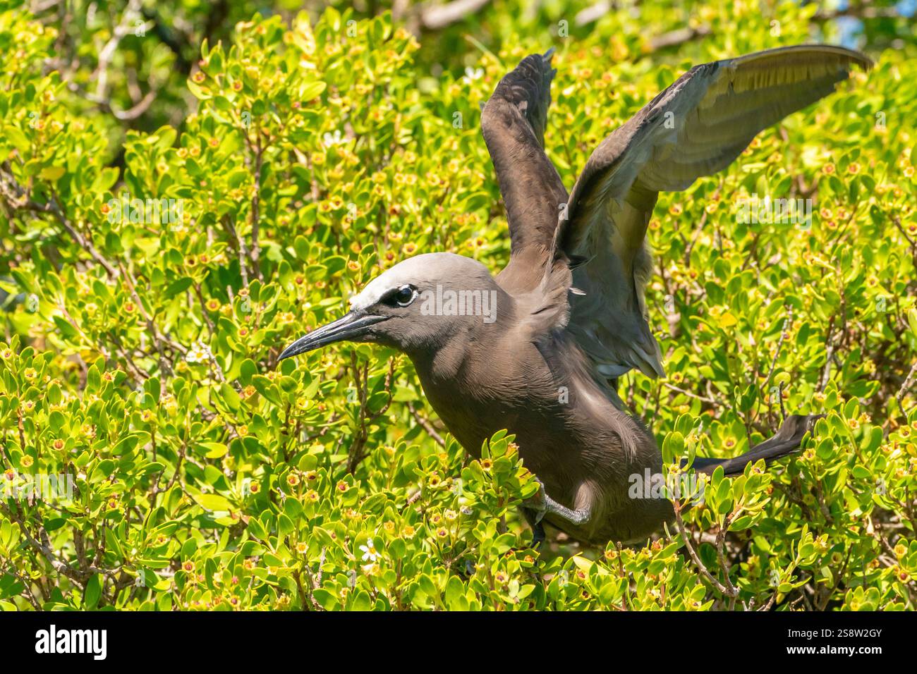 French Polynesia, Tikehau Atoll, Bird Island. Brown noddy bird taking ...