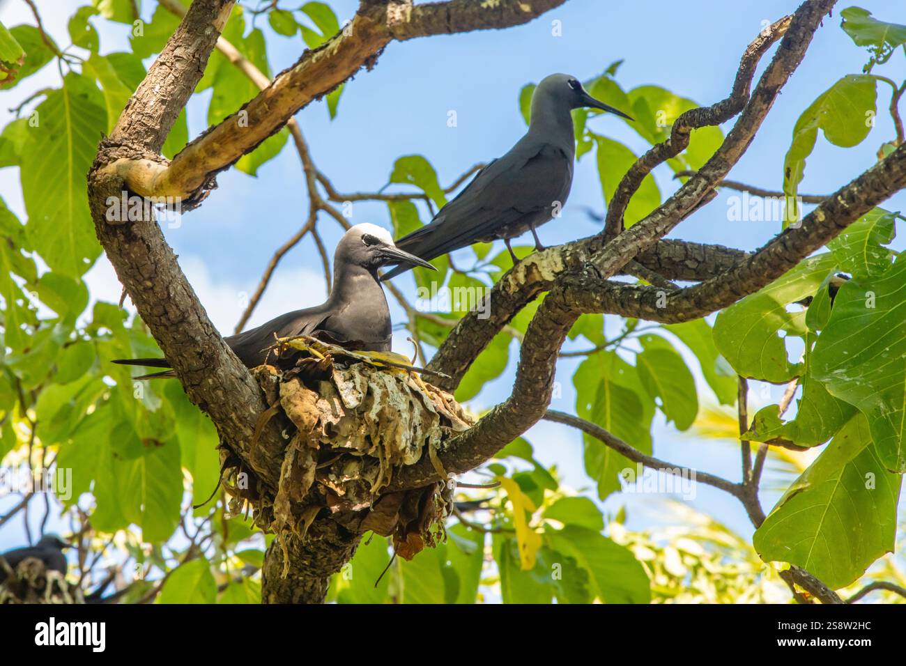 French Polynesia, Tikehau Atoll, Bird Island. Brown noddy adults at ...