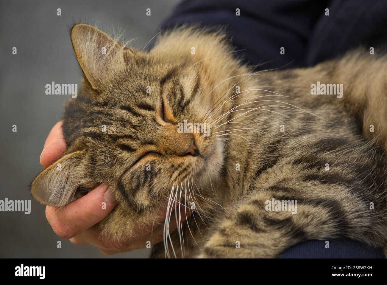 A fluffy tabby cat resting comfortably on a person's lap, radiating ...