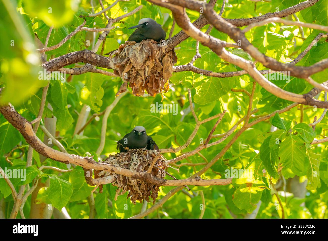 French Polynesia, Tikehau Atoll, Bird Island. Brown noddy adults in ...