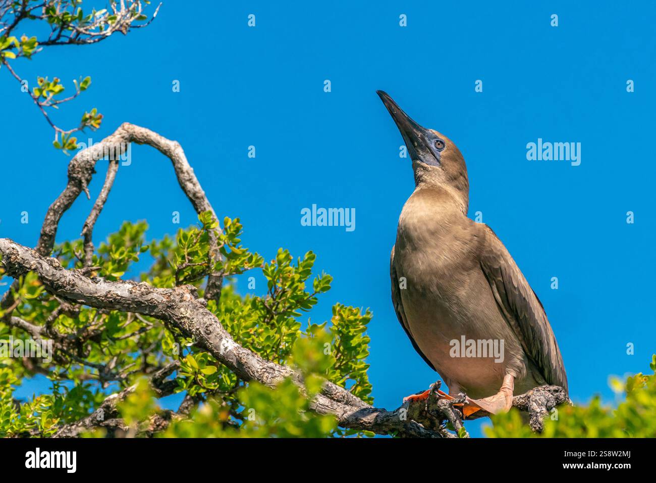 French Polynesia, Tikehau Atoll, Bird Island. Red-footed booby juvenile ...