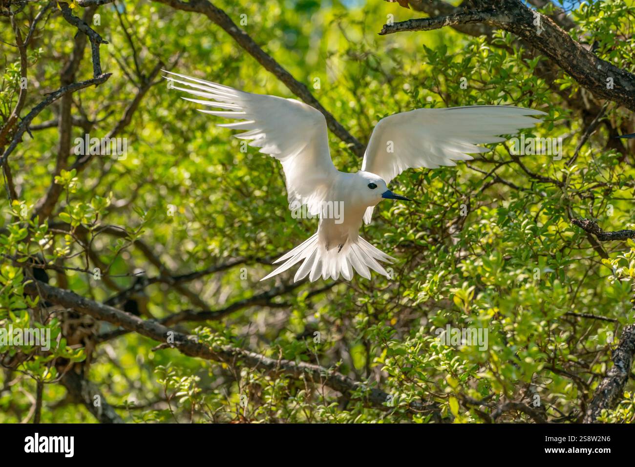 French Polynesia, Tikehau Atoll, Bird Island. Fairy tern in courtship ...