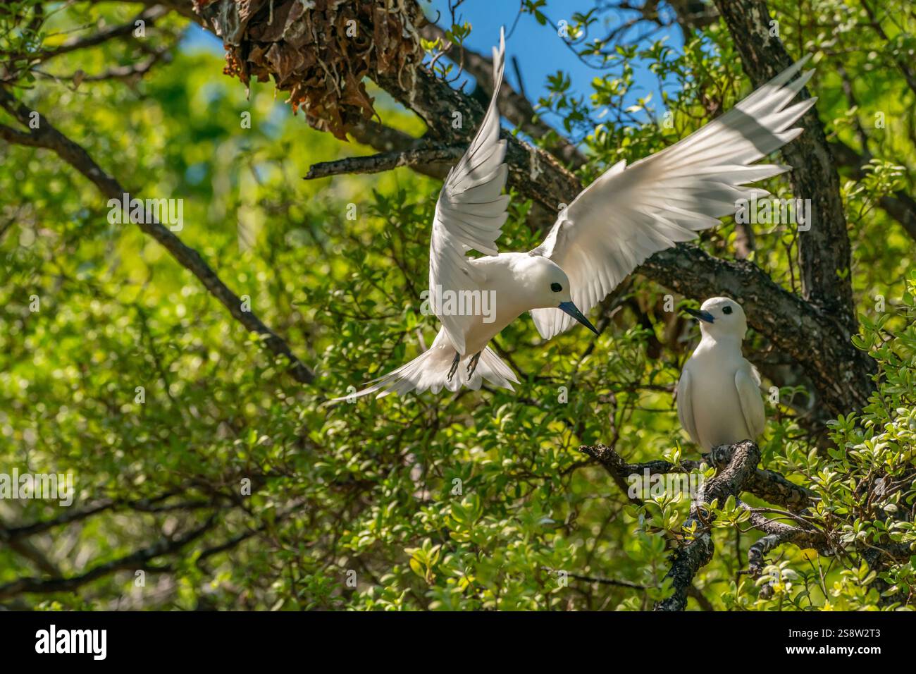 French Polynesia, Tikehau Atoll, Bird Island. Male fairy tern in ...