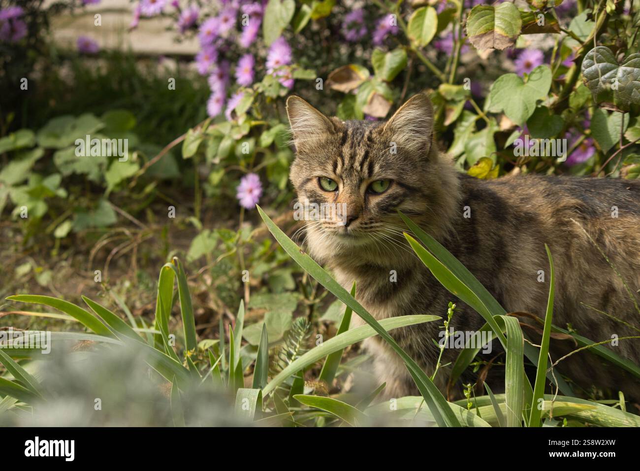 A close-up of a fluffy tabby cat sitting outdoors, surrounded by soft ...
