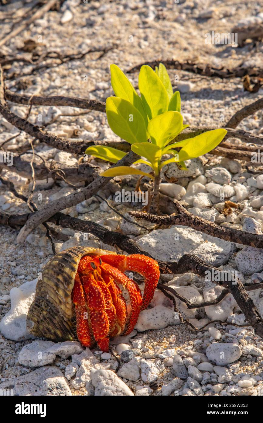 French Polynesia, Tikehau Atoll. Hermit crab in shell on beach Stock ...