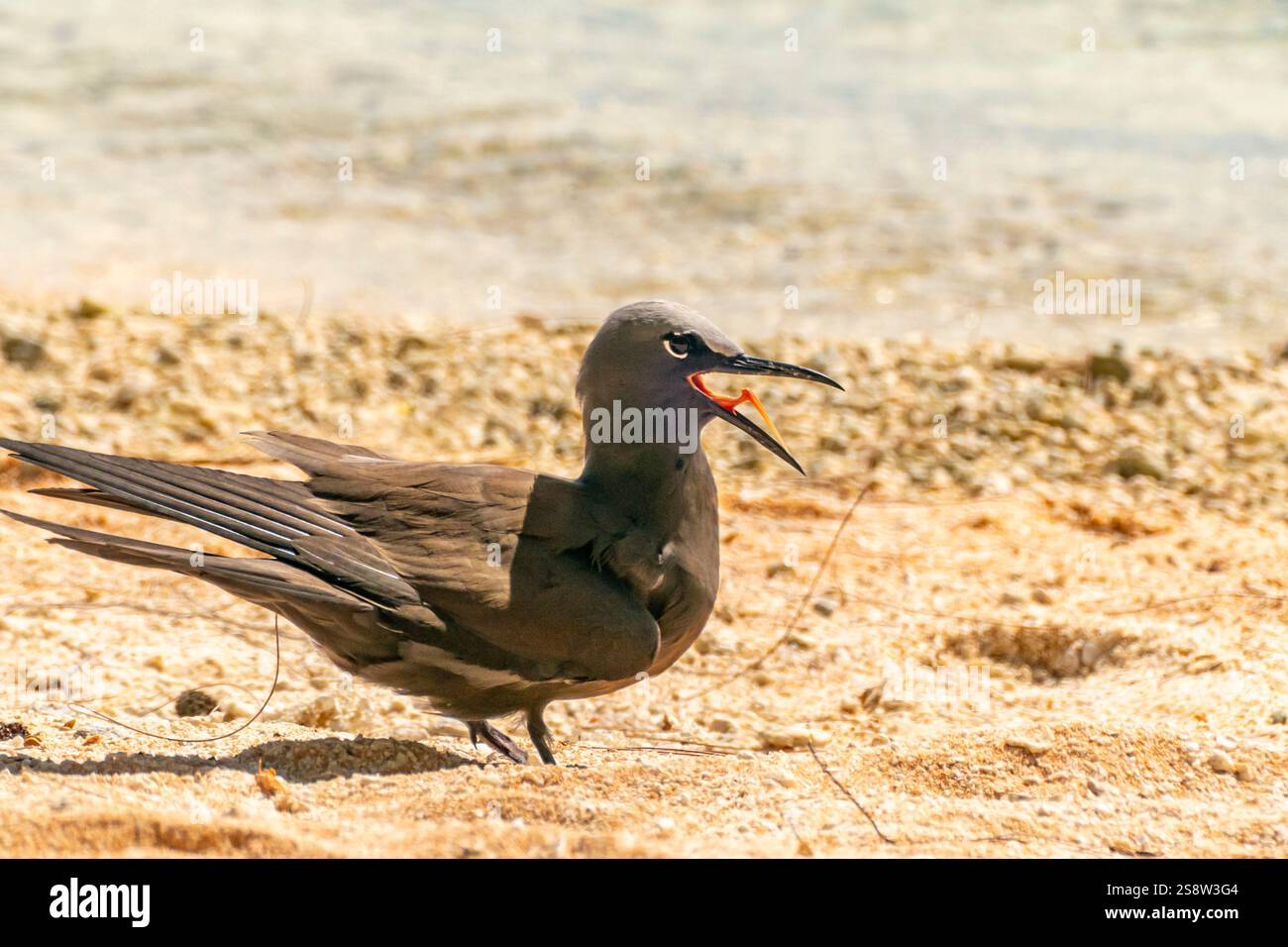 French Polynesia, Tikehau Atoll, Bird Island. Brown noddy adult on ...