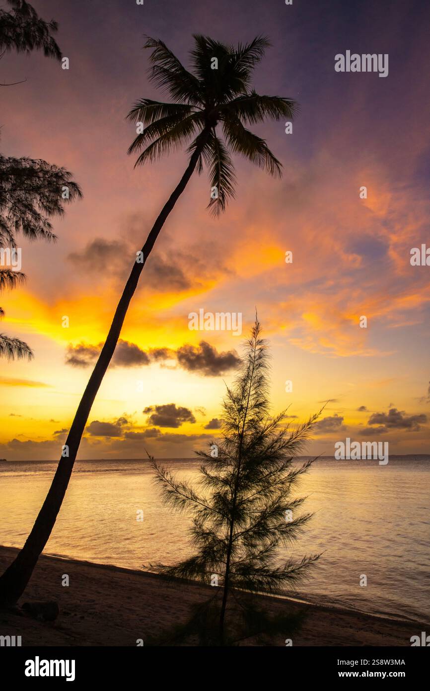 French Polynesia, Tikehau Atoll. palm tree sunset Stock Photo - Alamy