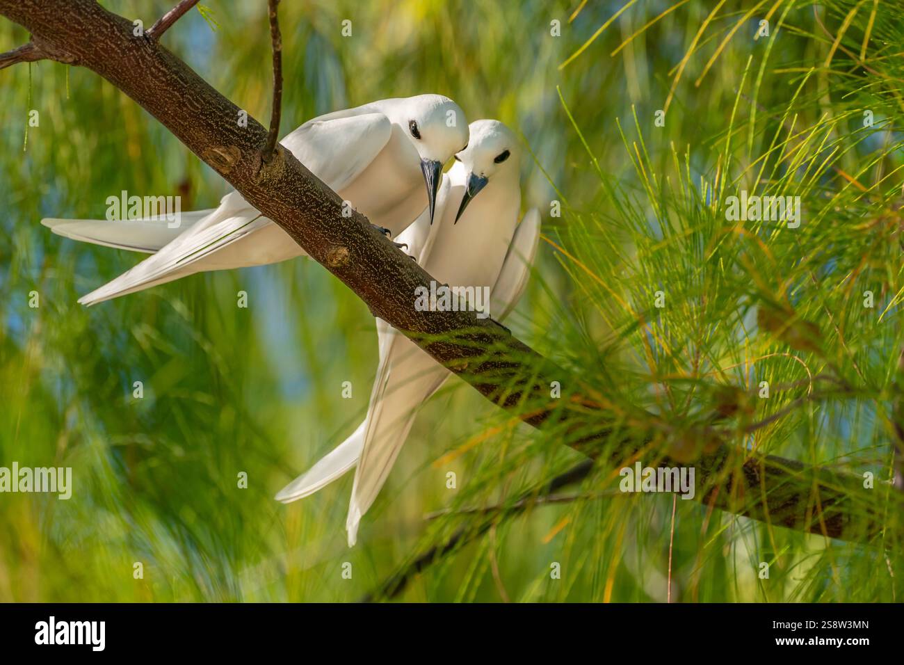 French Polynesia, Rangiroa Atoll. Pair of fairy terns in tree Stock ...