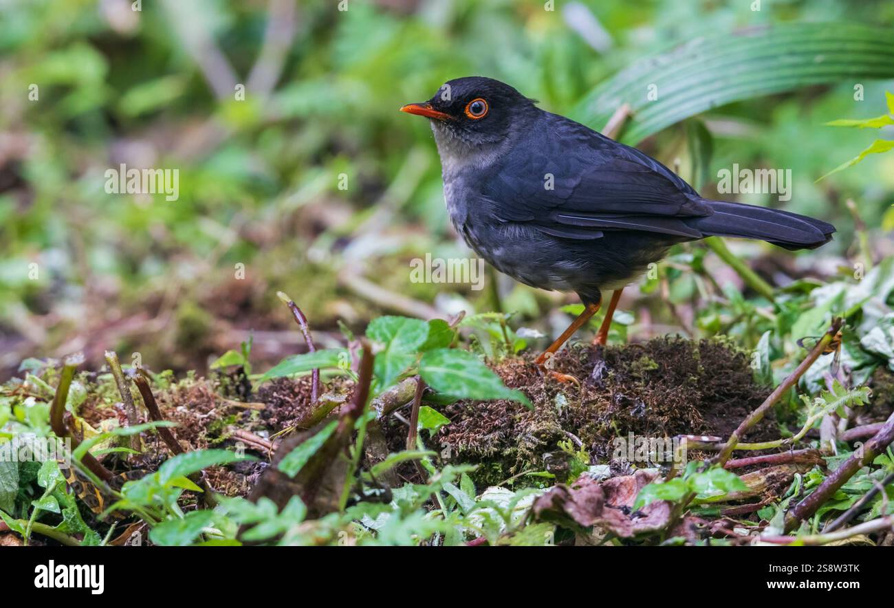 Slatey-backed nightingale thrush, cloud forest, Ecuador Stock Photo - Alamy