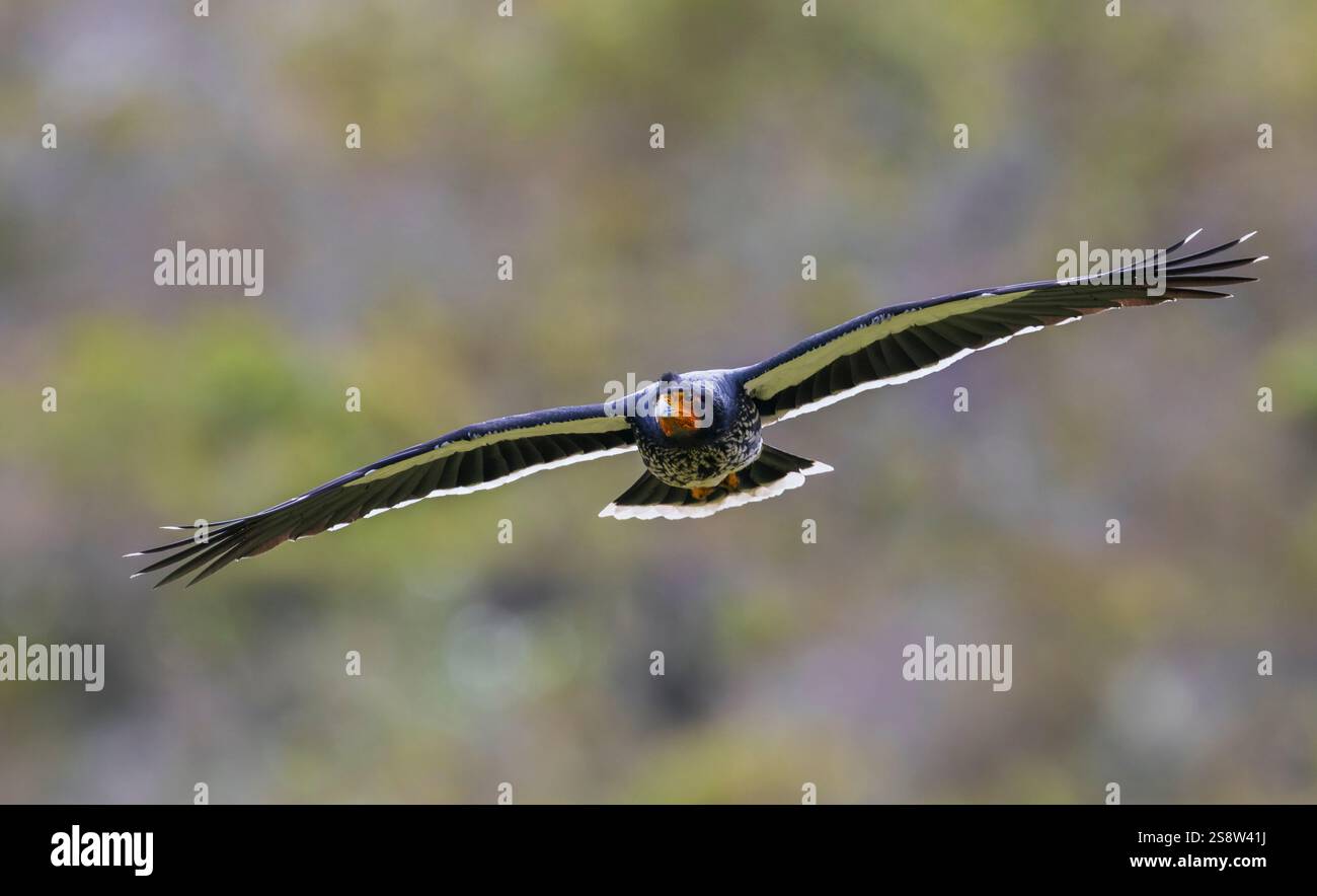 Carunculated caracara gliding in the Andes, cloud forest, Ecuador Stock ...