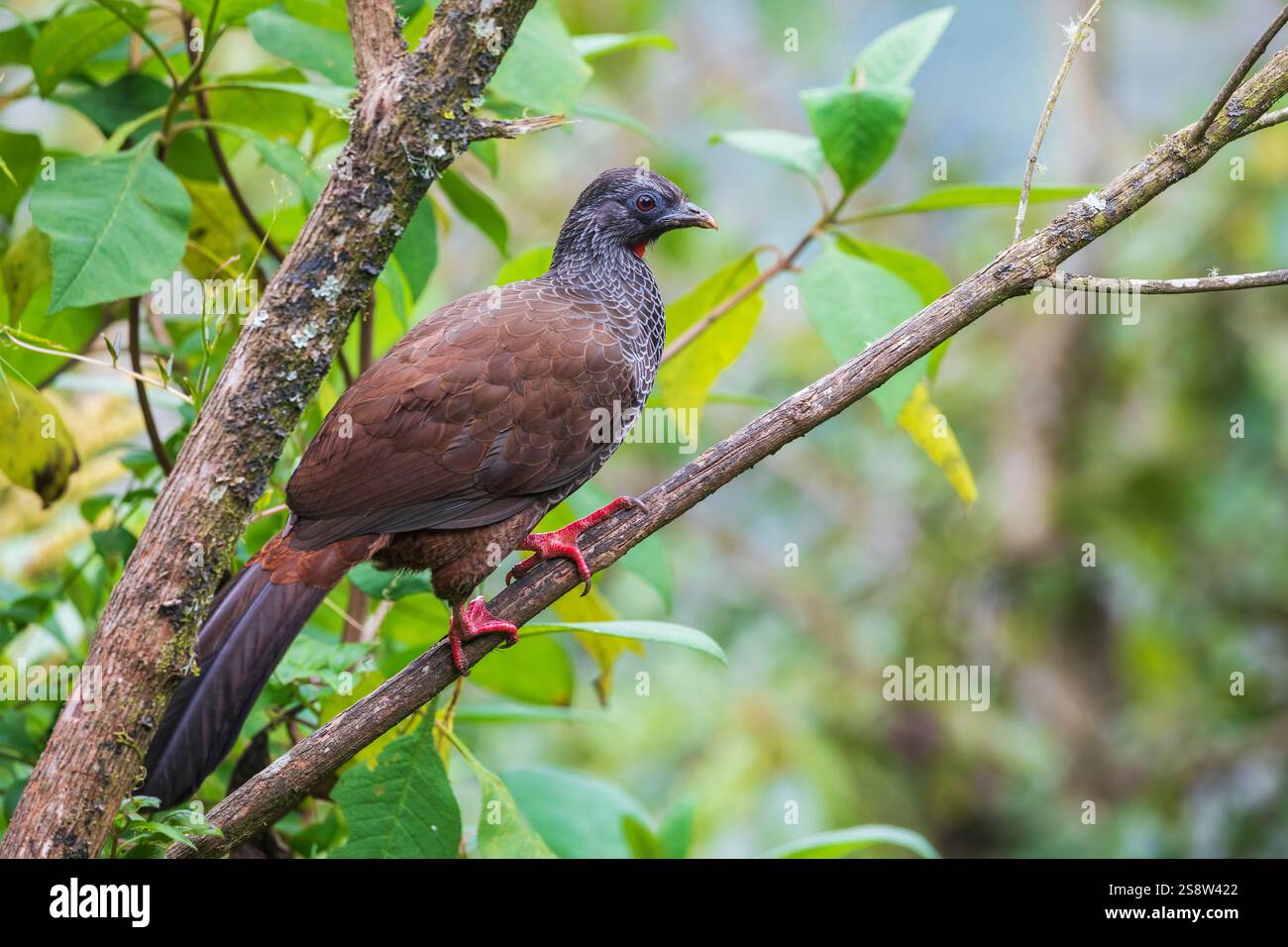 Andean guan, cloud forest of Ecuador, South America Stock Photo - Alamy