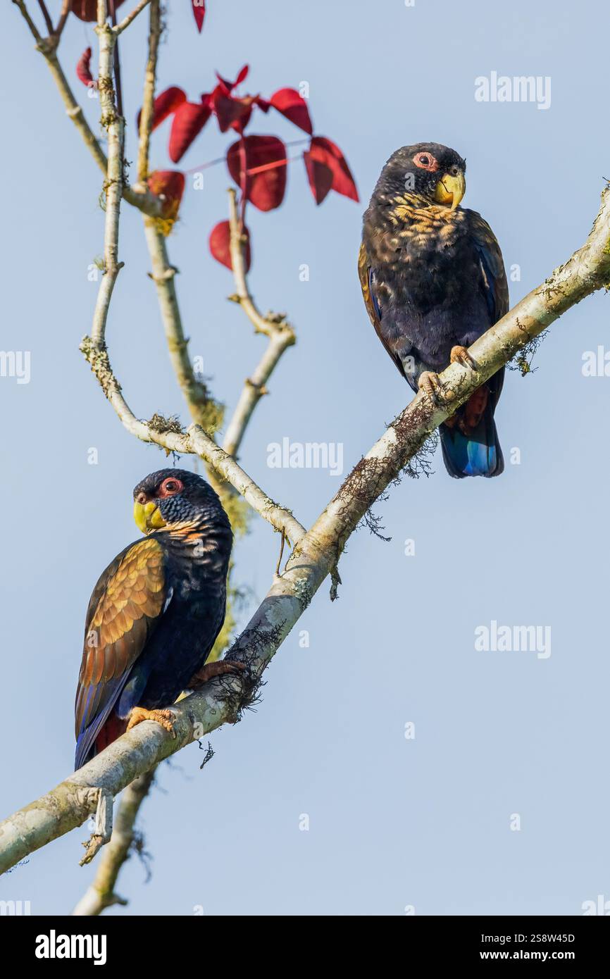 Bronze-winged parrot pair, cloud forest, Ecuador Stock Photo - Alamy