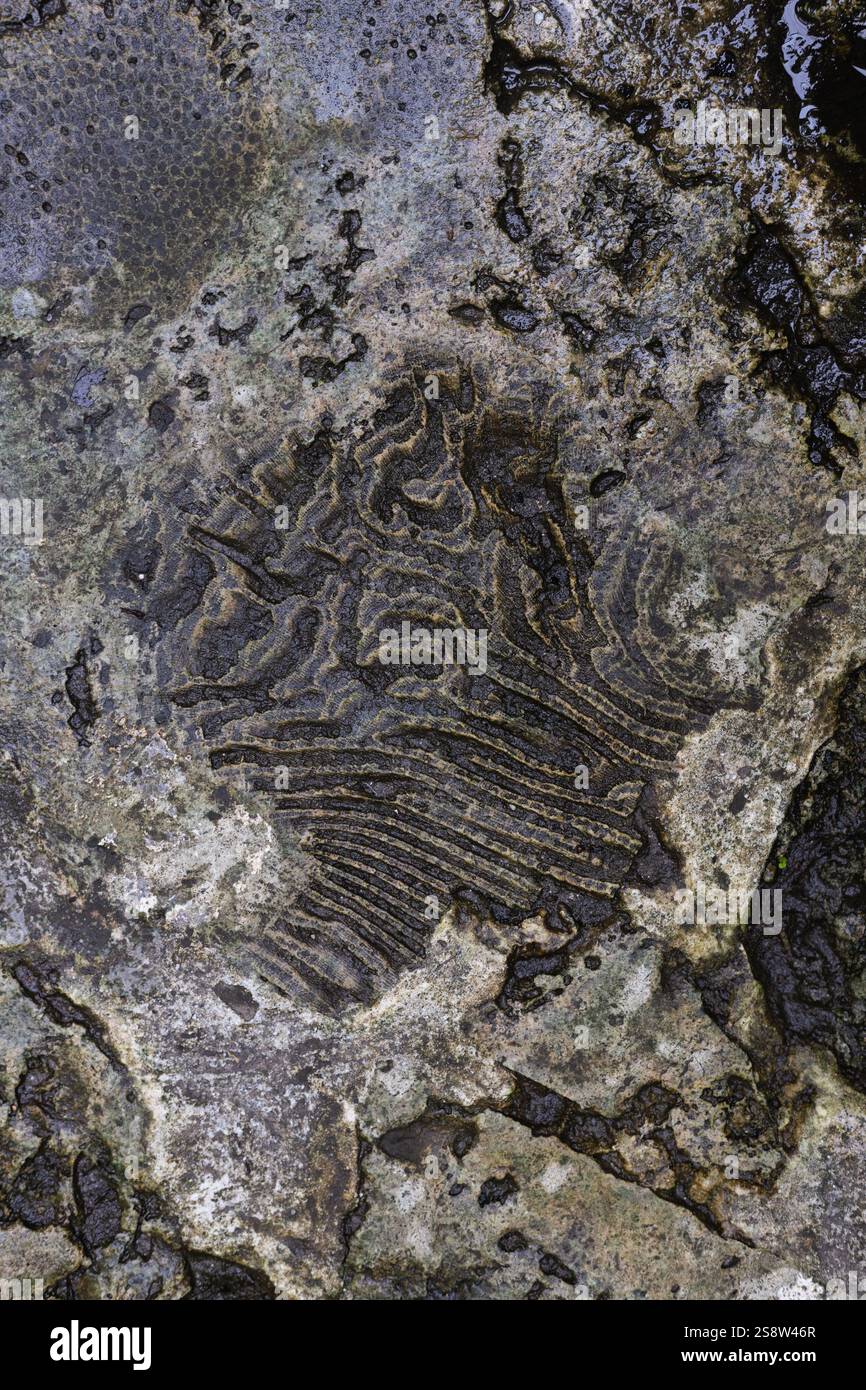 Fossilized coral preserved in a rock in southern Florida Stock Photo ...