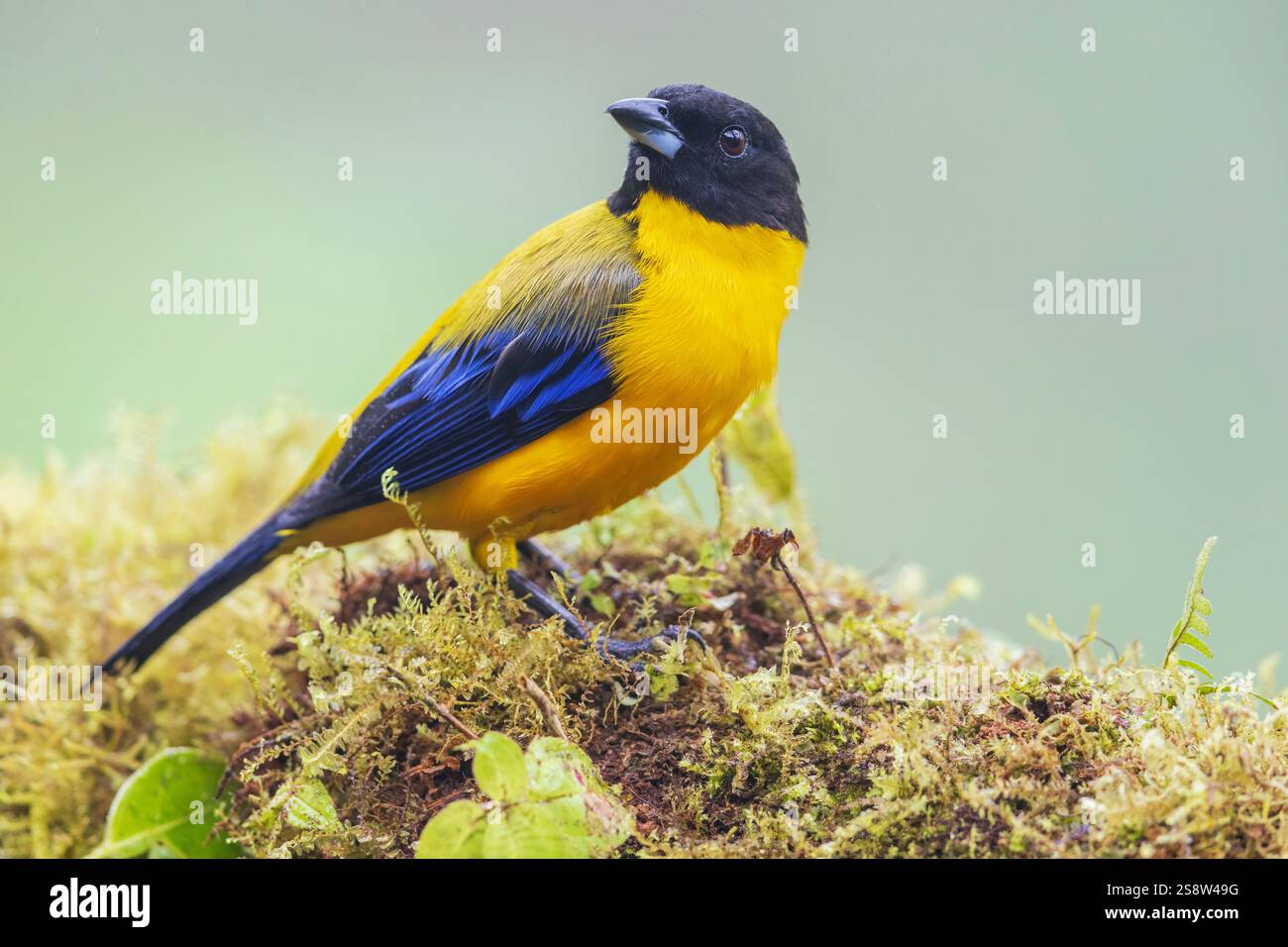Black-chinned mountain tanager at home in the endangered Choco Forest ...
