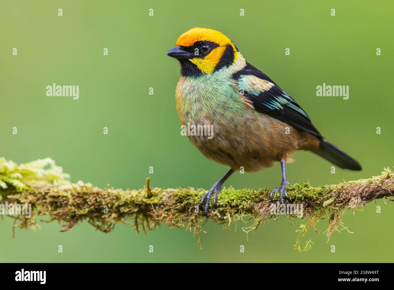 Flame-faced tanager, living in the endangered Choco Forest of Ecuador ...