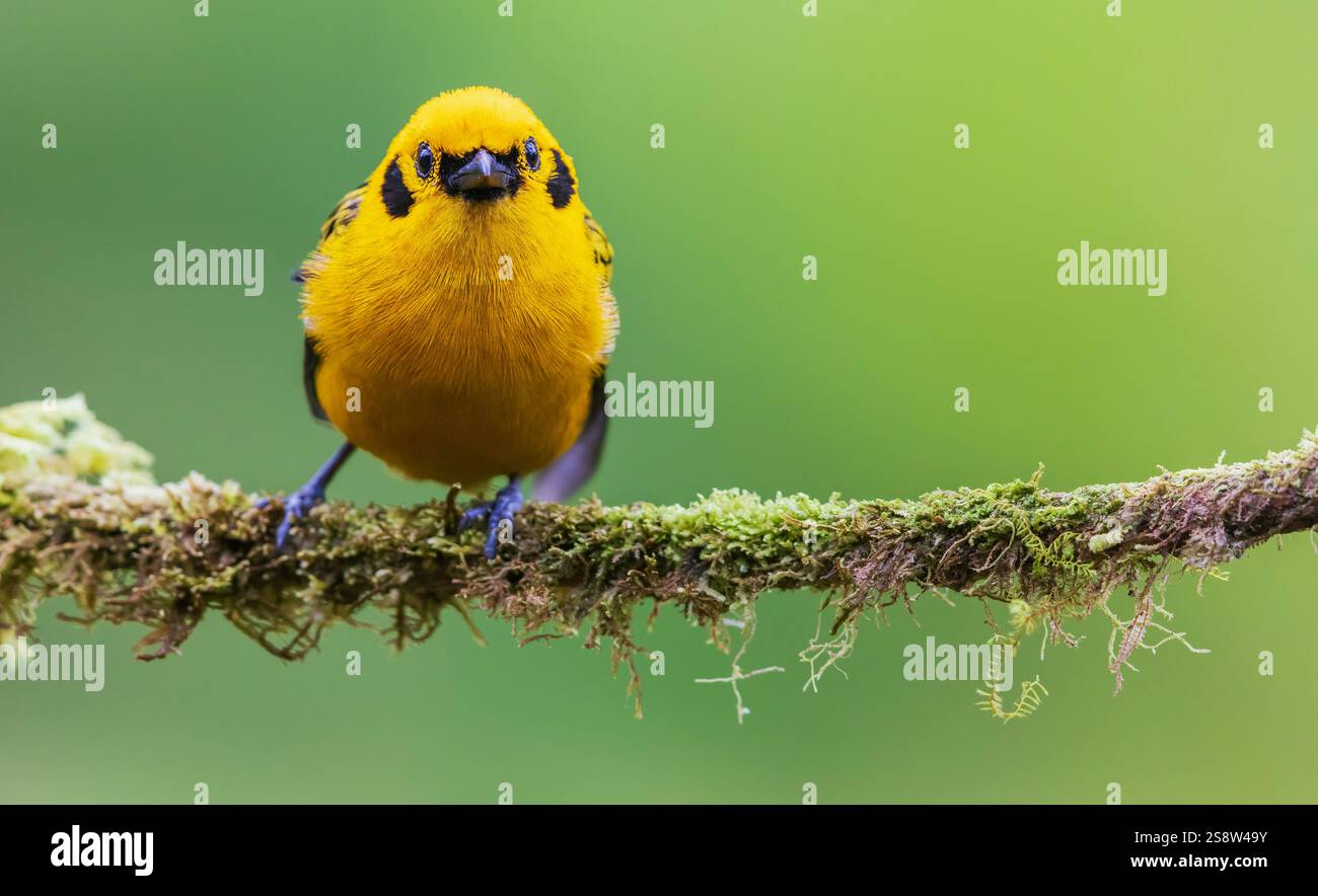 Suspicious golden tanager at home in the endangered Choco Forest of ...