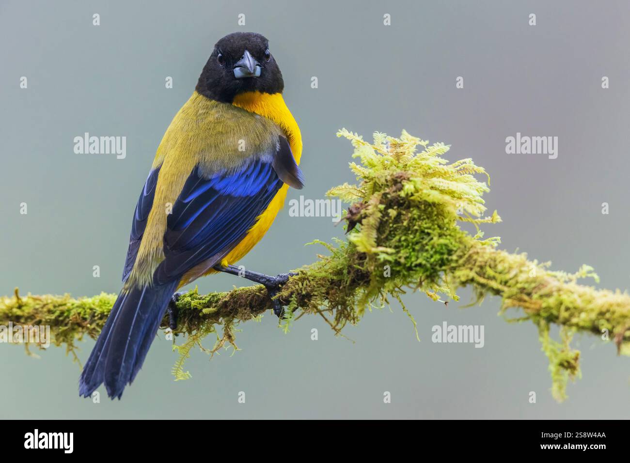 Black-chinned mountain tanager at home in the endangered Choco Forest ...